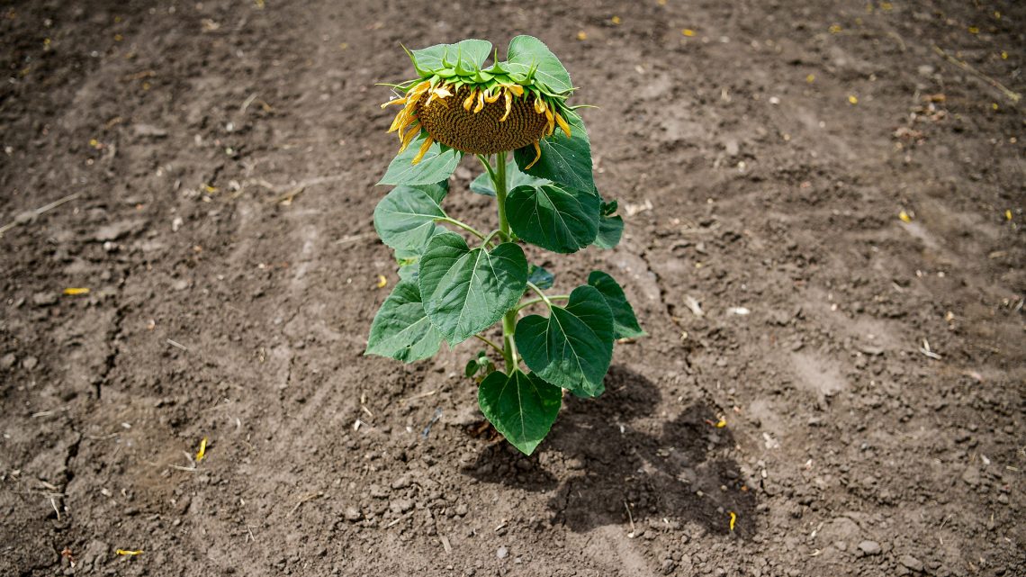 Hír - Szent István Campus - MATE